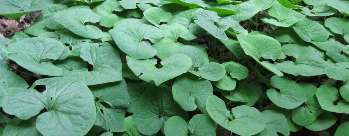 Asarum canadense - Canada Wild Ginger - Lincoln Landscaping