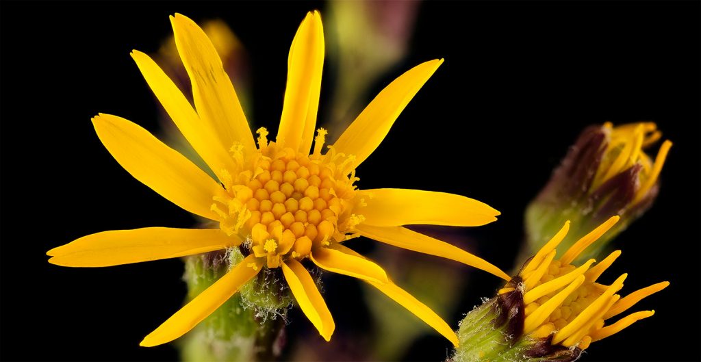 Golden Ragwort - Packera Aurea - Lincoln Landscaping