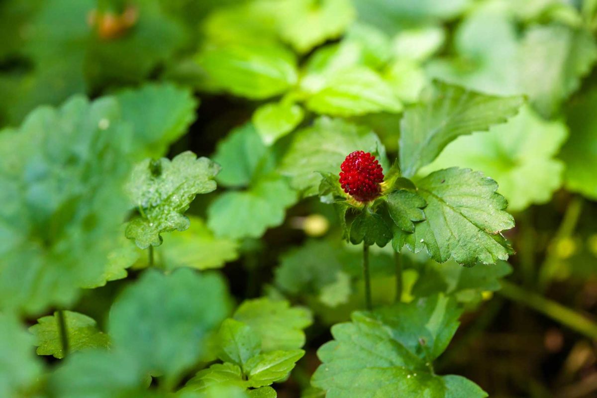 Sustainable Landscaping with Native Plants - Barren Strawberry geum ...