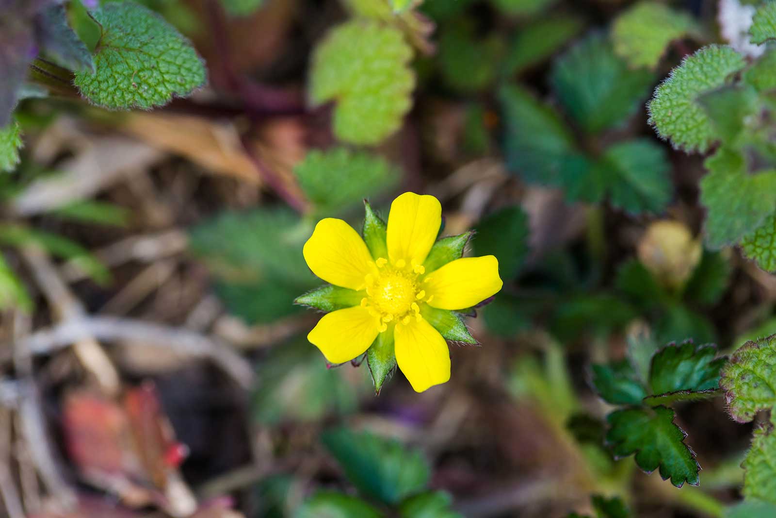 Sustainable Landscaping with Native Plants - Barren Strawberry geum ...