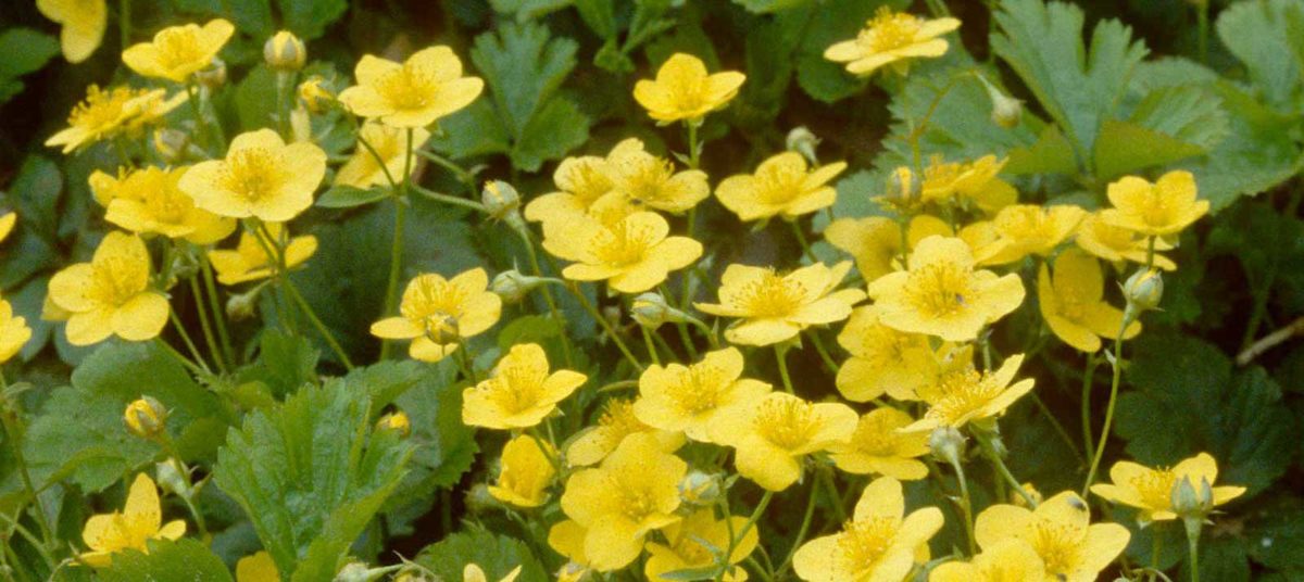 Geum Fragarioides - Barren Strawberry - Lincoln Landscaping