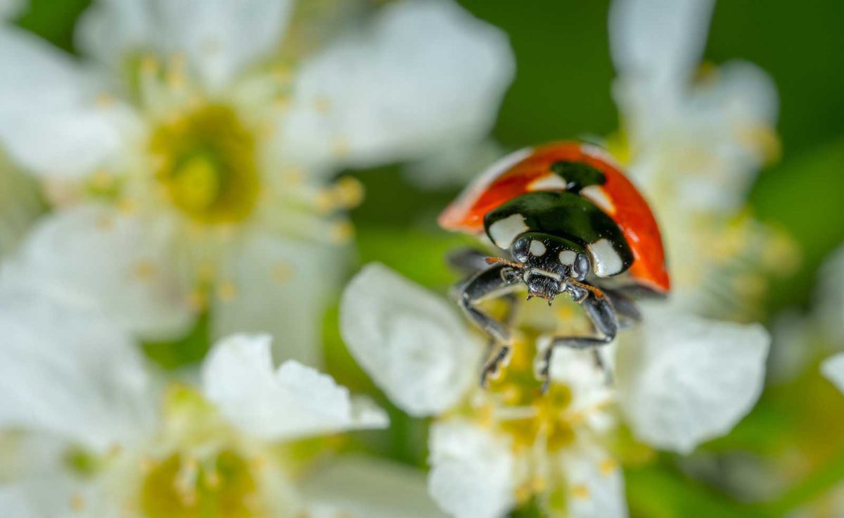 Conservation Biological Control - Lincoln Landscaping
