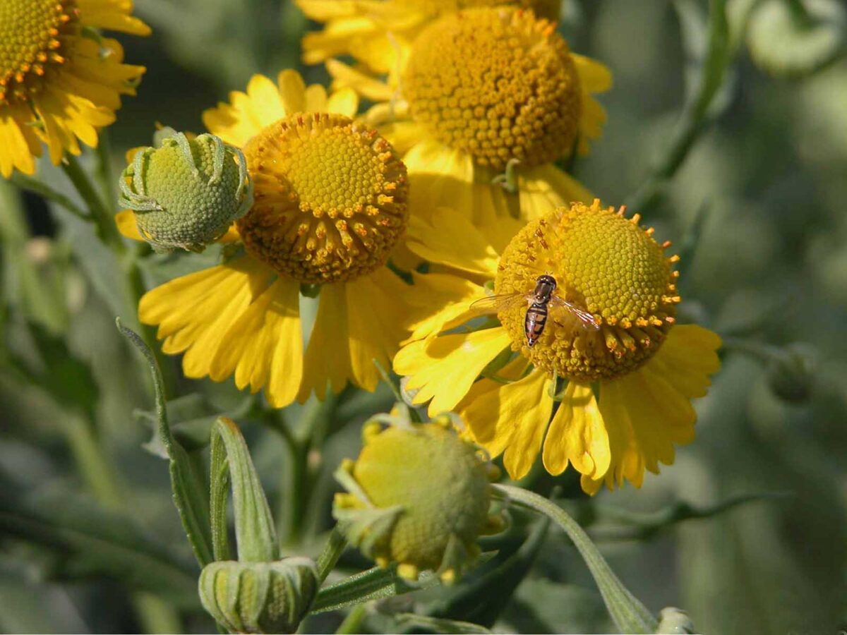 Autumn Blooming Native Perennials - Lincoln Landscaping